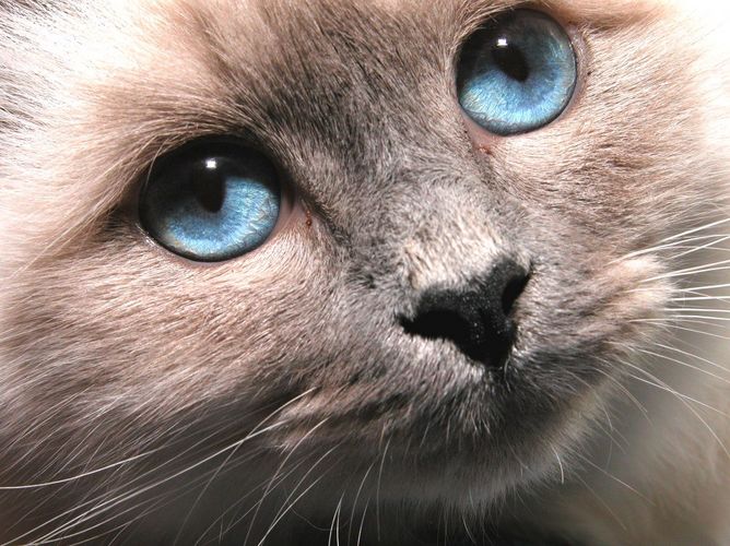 Holy Birman-Fa-Ying Rose Blanche Fleur Foto & Bild | tiere, haustiere ...