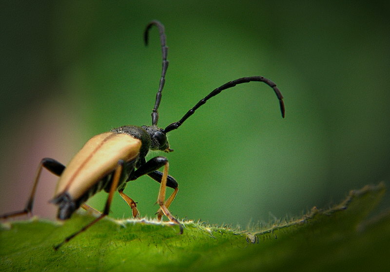 Holzbock ? Foto & Bild | tiere, wildlife, insekten Bilder auf fotocommunity