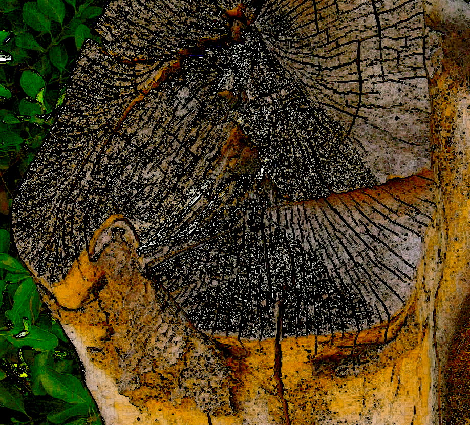 Holzstamm Foto & Bild | natur, art, spezial Bilder auf fotocommunity