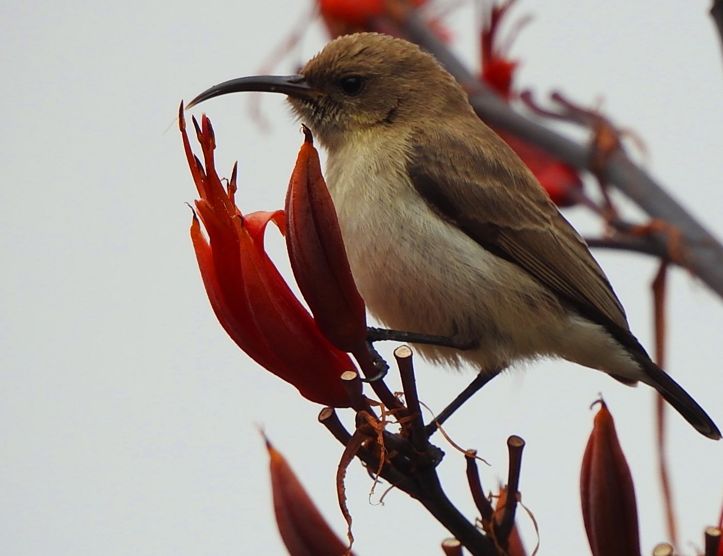 Honeybird an der Flasche Foto & Bild | tiere, wildlife, wild lebende ...