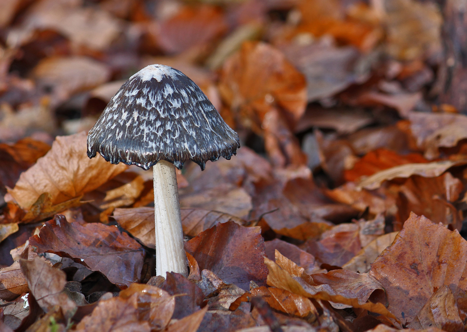 Hongo Imagen & Foto | archiv, a r c h i v aktuell, calendario 2014 ...