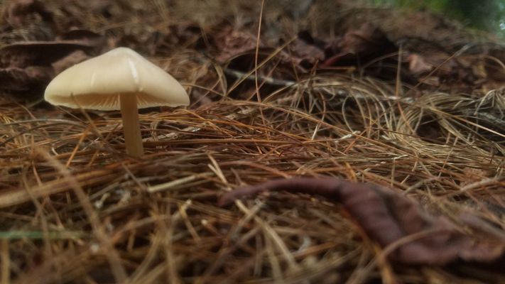 Naturaleza diversa Imágenes y fotos