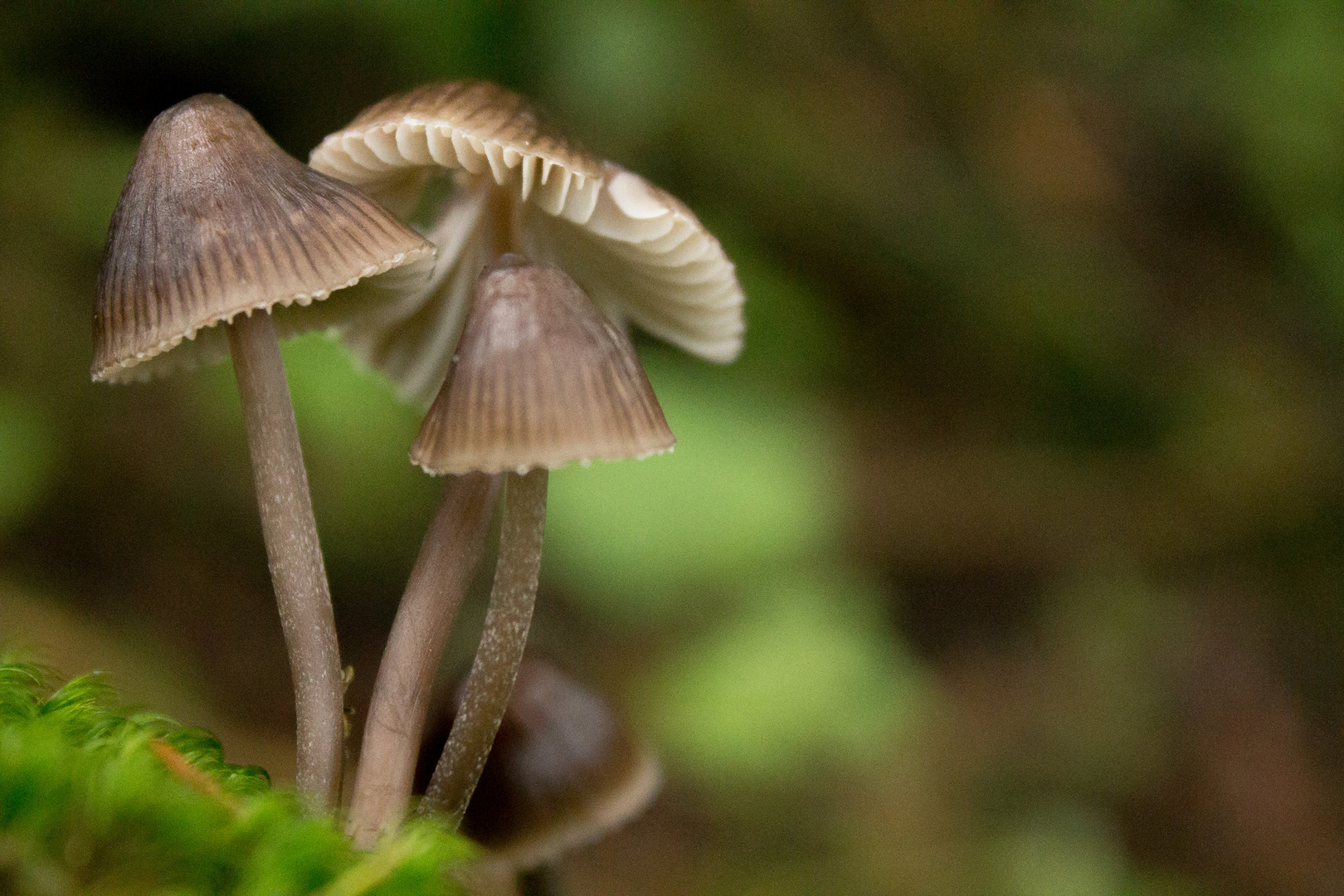 hongos Imagen & Foto | macro, naturaleza, bosque Fotos de fotocommunity