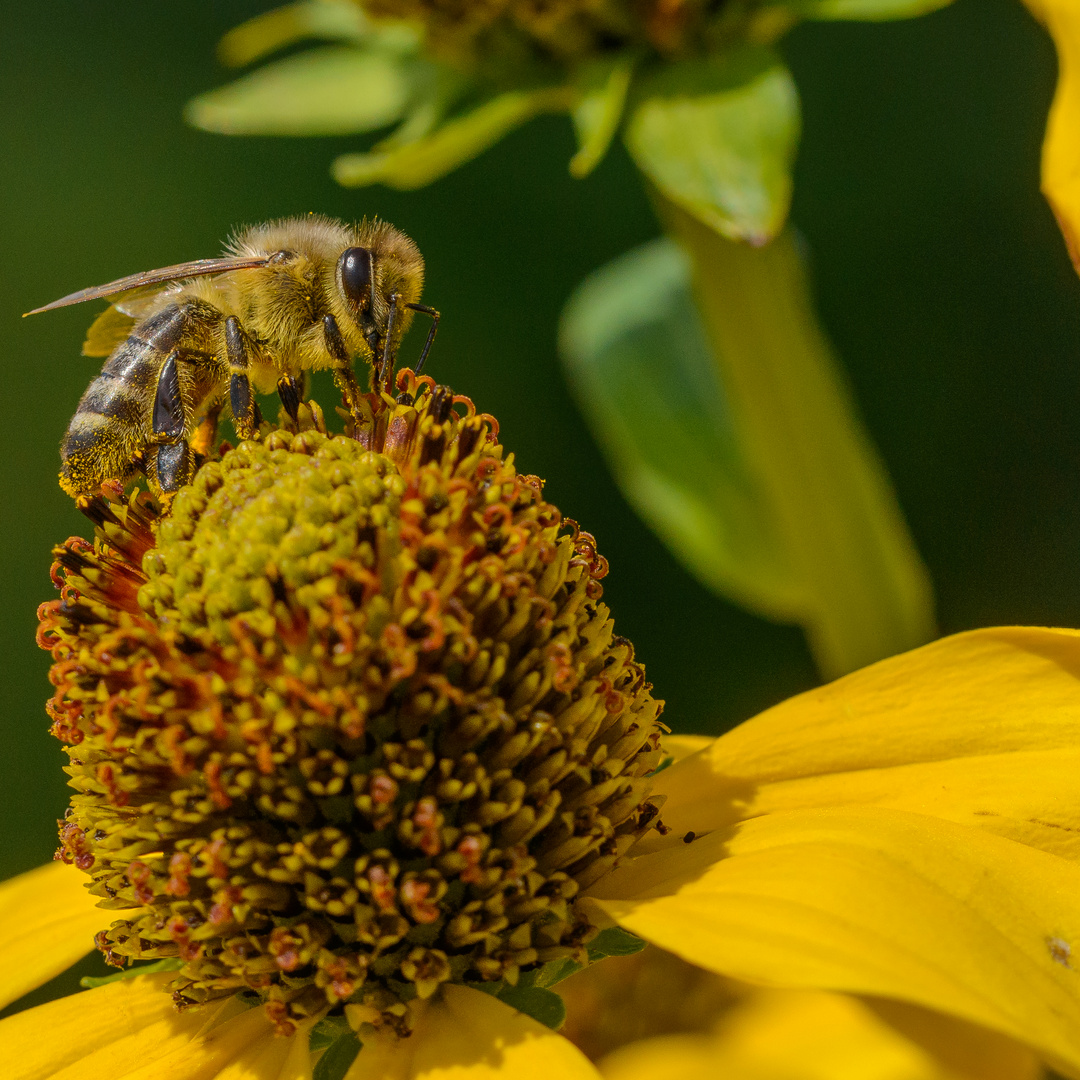 Honigbiene Foto & Bild | tiere, wildlife, insekten Bilder auf fotocommunity