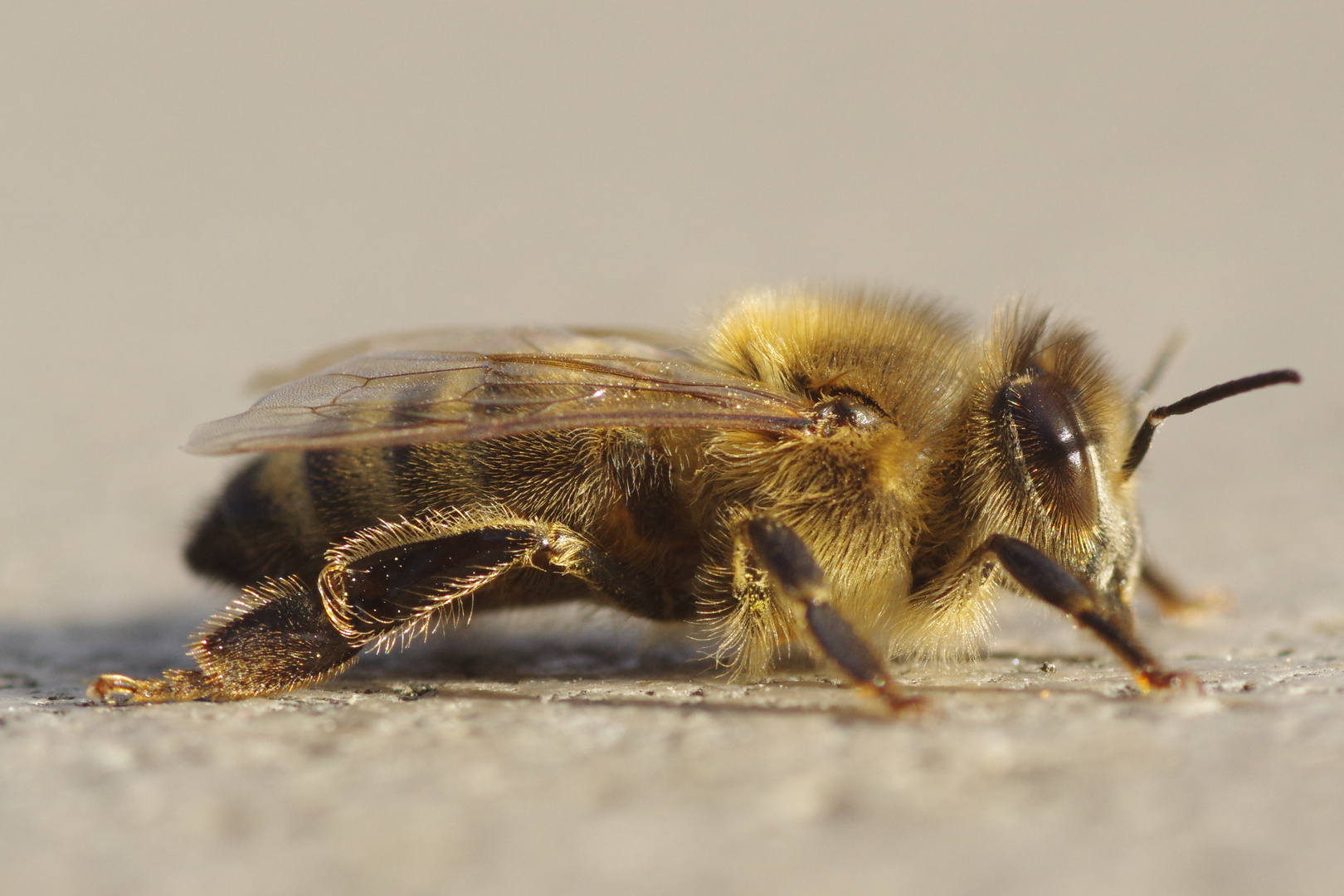 Honigbiene Foto & Bild | tiere, wildlife, insekten Bilder auf fotocommunity