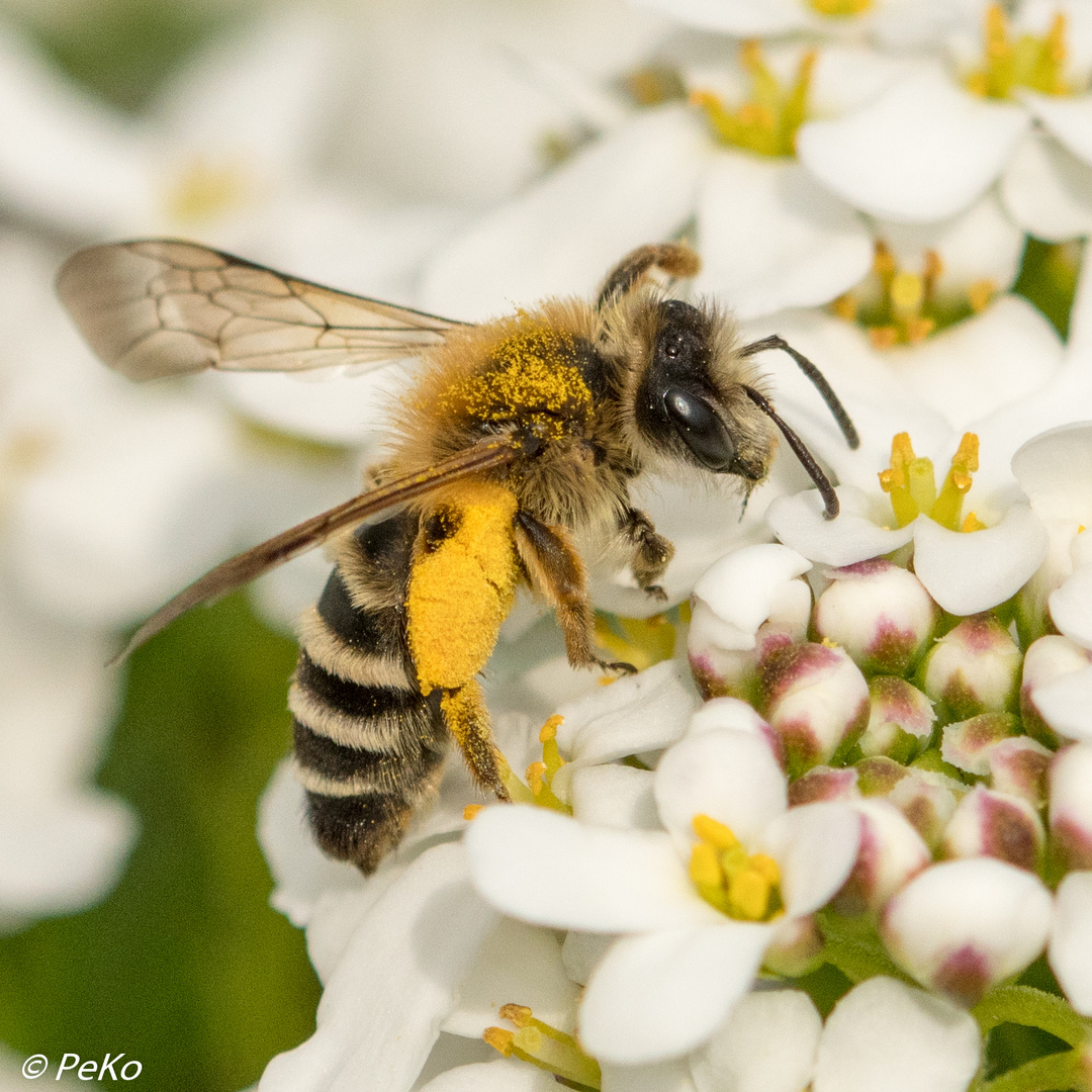 Honigbiene-5396 Foto & Bild | natur, insekten, honig biene honey bee ...