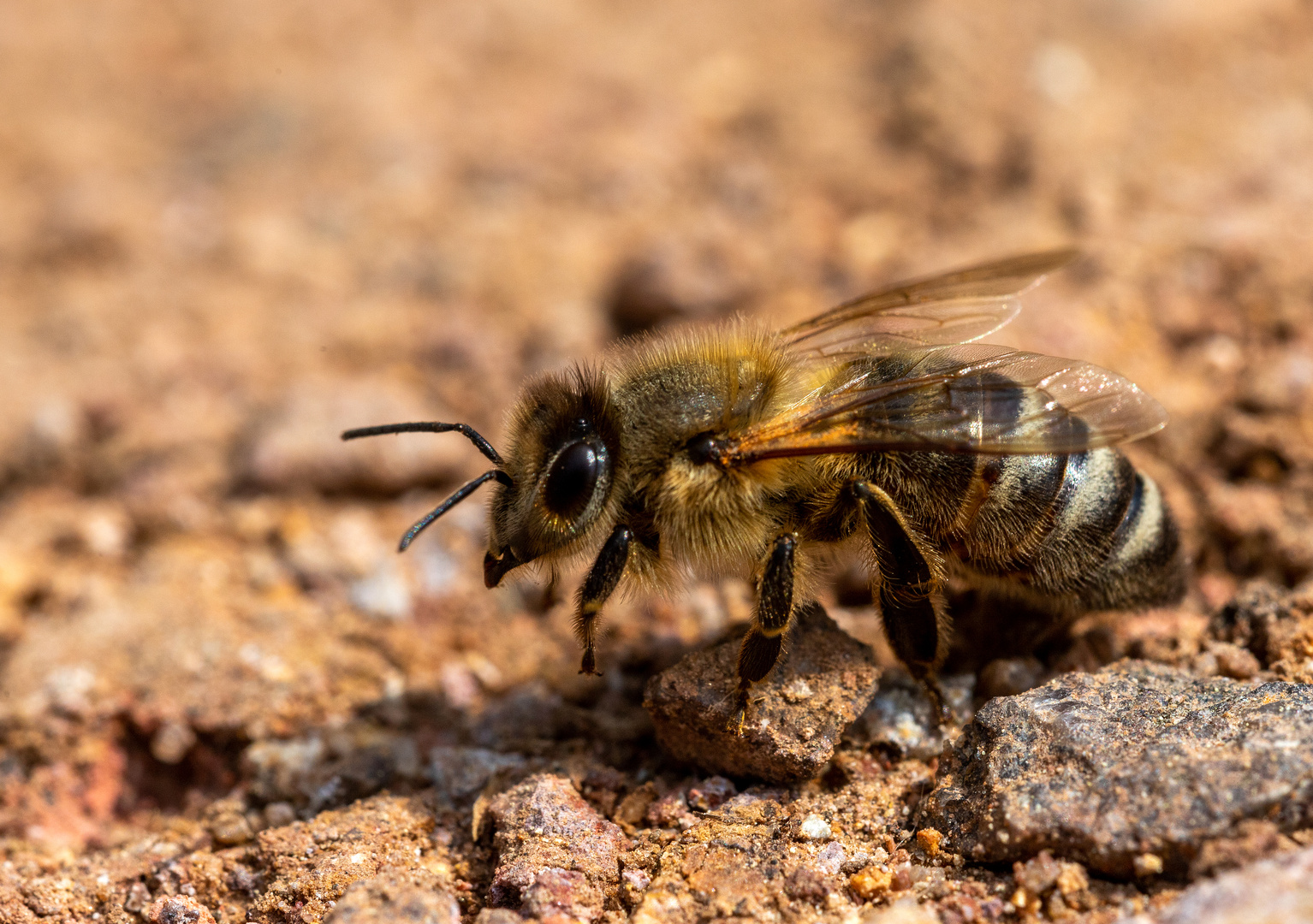 Honigbiene Foto & Bild | tiere, wildlife, insekten Bilder auf fotocommunity