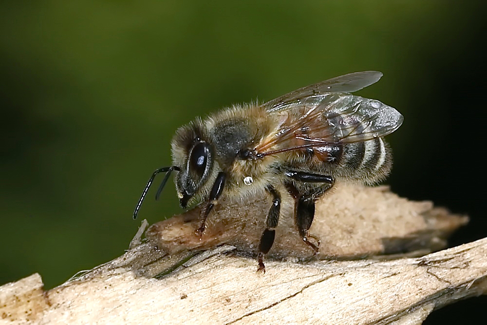 Honigbiene Foto & Bild | bienen, sommer, makro Bilder auf fotocommunity