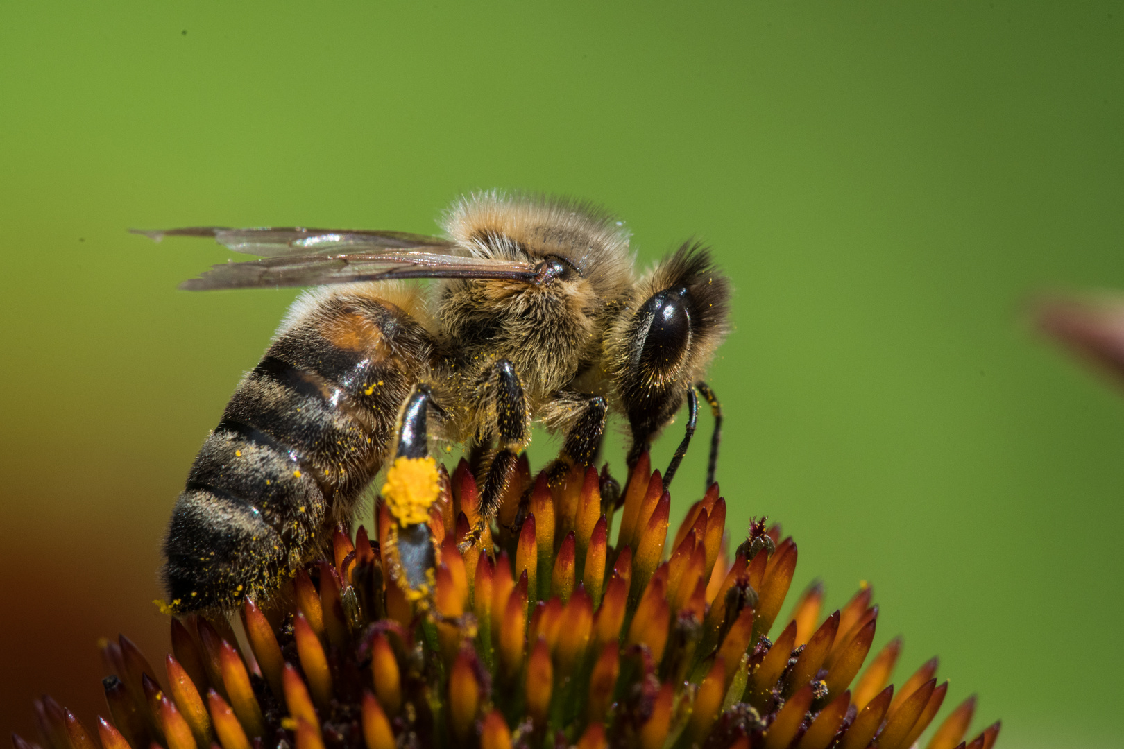 Honigbiene Foto & Bild | anfängerecke - nachgefragt, nachgefragt ...