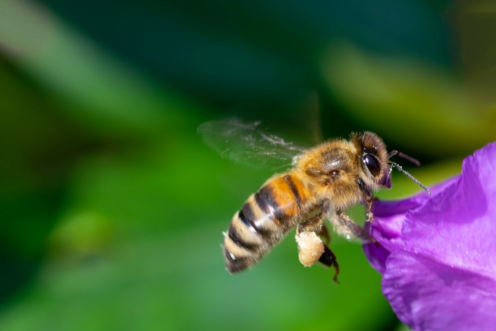 Honigbiene Foto & Bild | tiere, wildlife, insekten Bilder auf fotocommunity