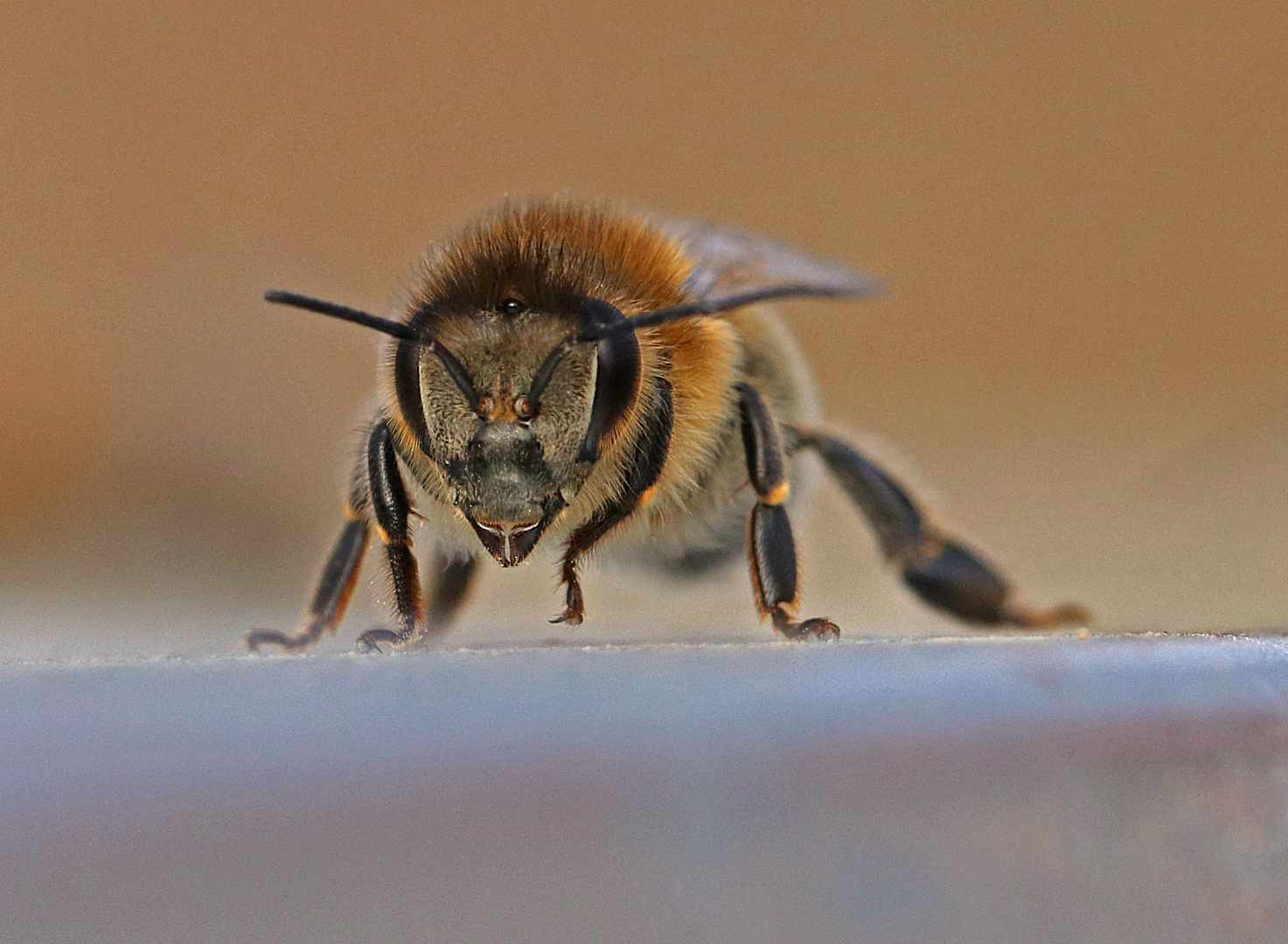 Honigbiene Foto & Bild | tiere, wildlife, insekten Bilder auf fotocommunity