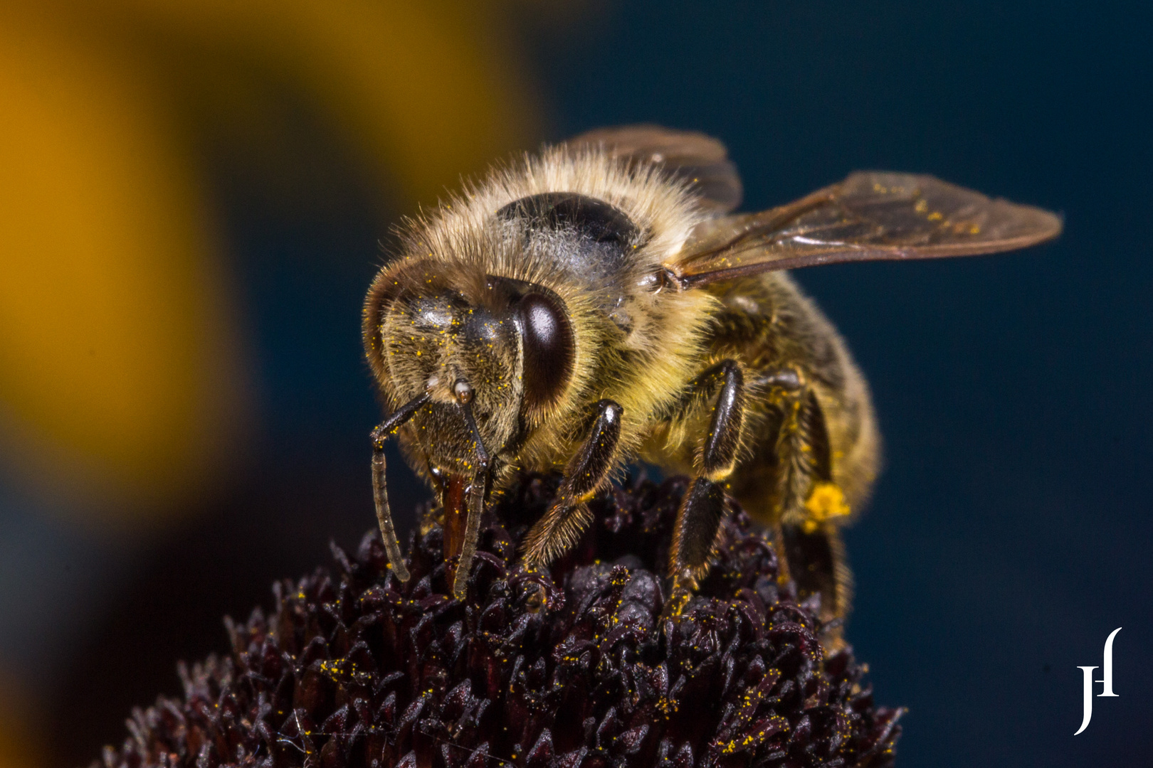 Honigbiene Foto & Bild | makro, natur, macro Bilder auf fotocommunity