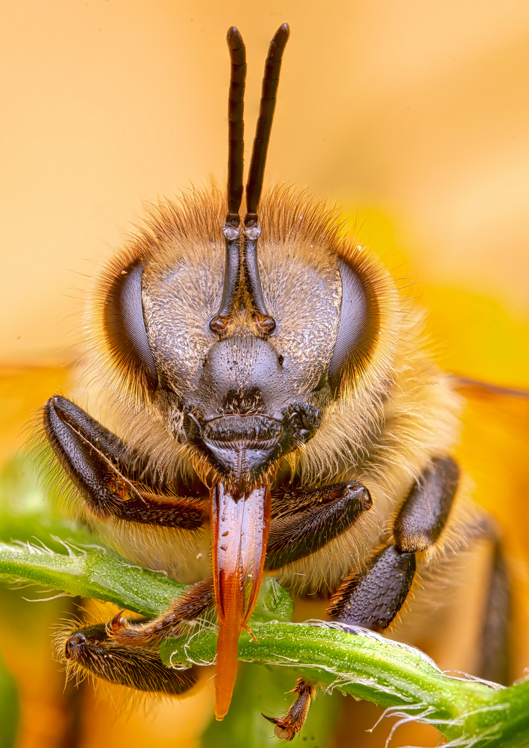 Honigbiene Foto & Bild | fotos, makro, natur Bilder auf fotocommunity
