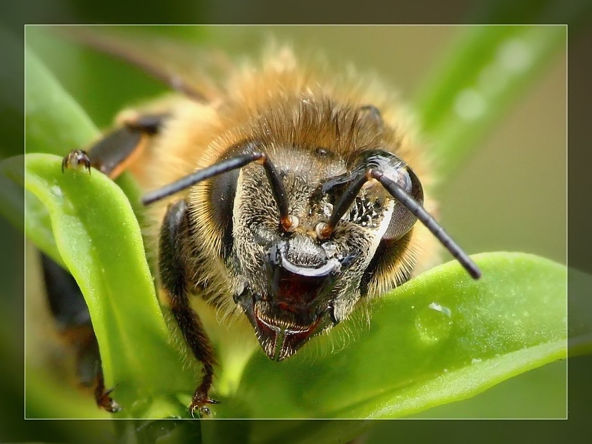 Honigbiene Foto & Bild | tiere, wildlife, insekten Bilder auf fotocommunity