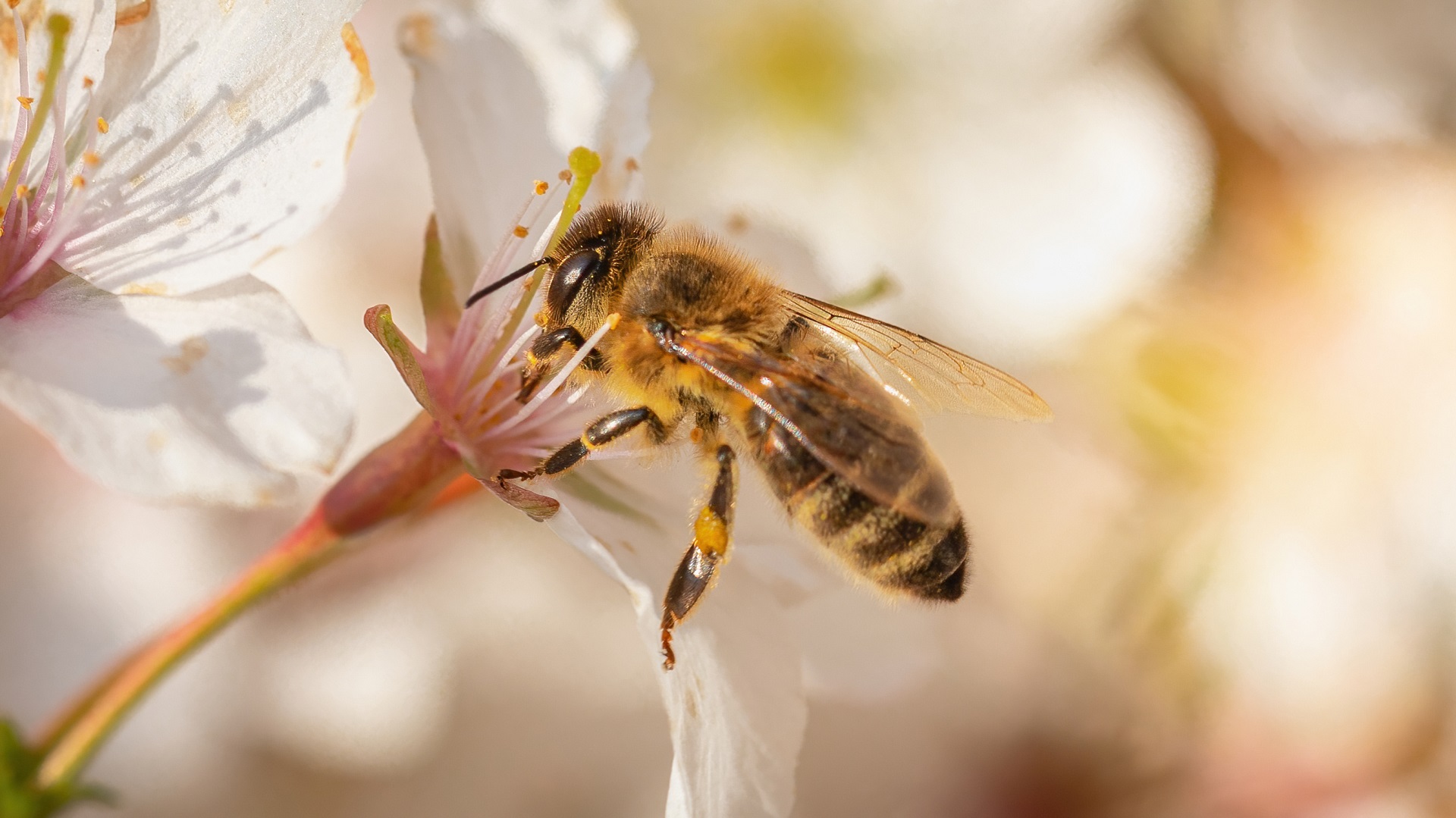 Honigbiene Foto & Bild | tiere, wildlife, insekten Bilder auf fotocommunity