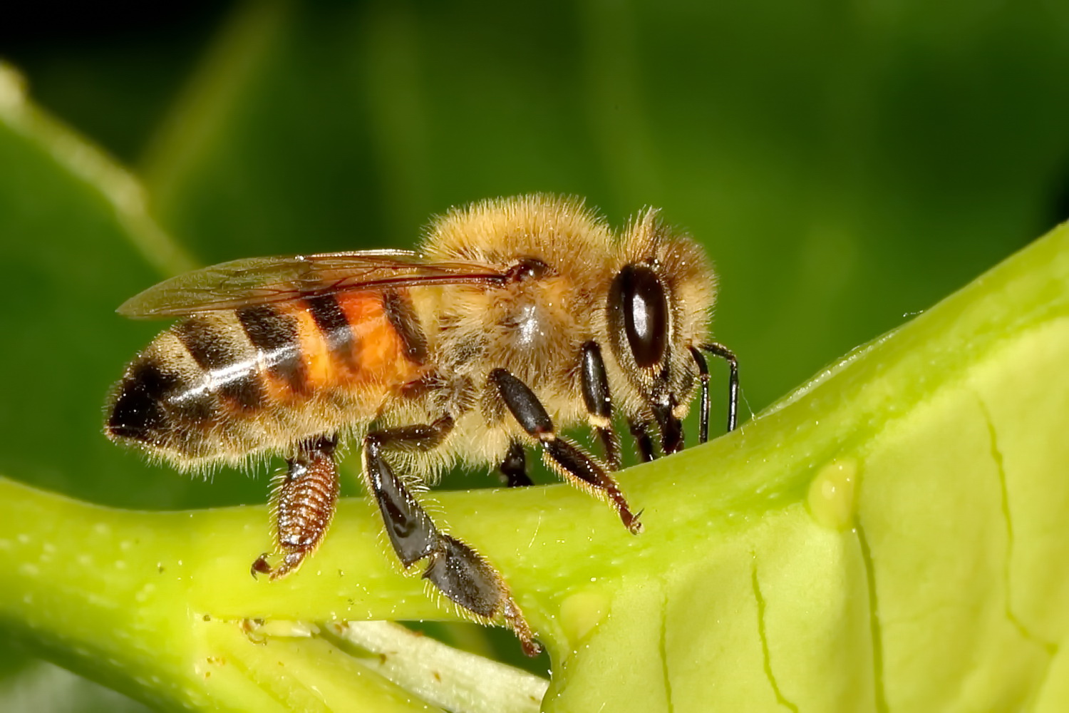 Honigbiene Foto & Bild | fotos, frühling, natur Bilder auf fotocommunity