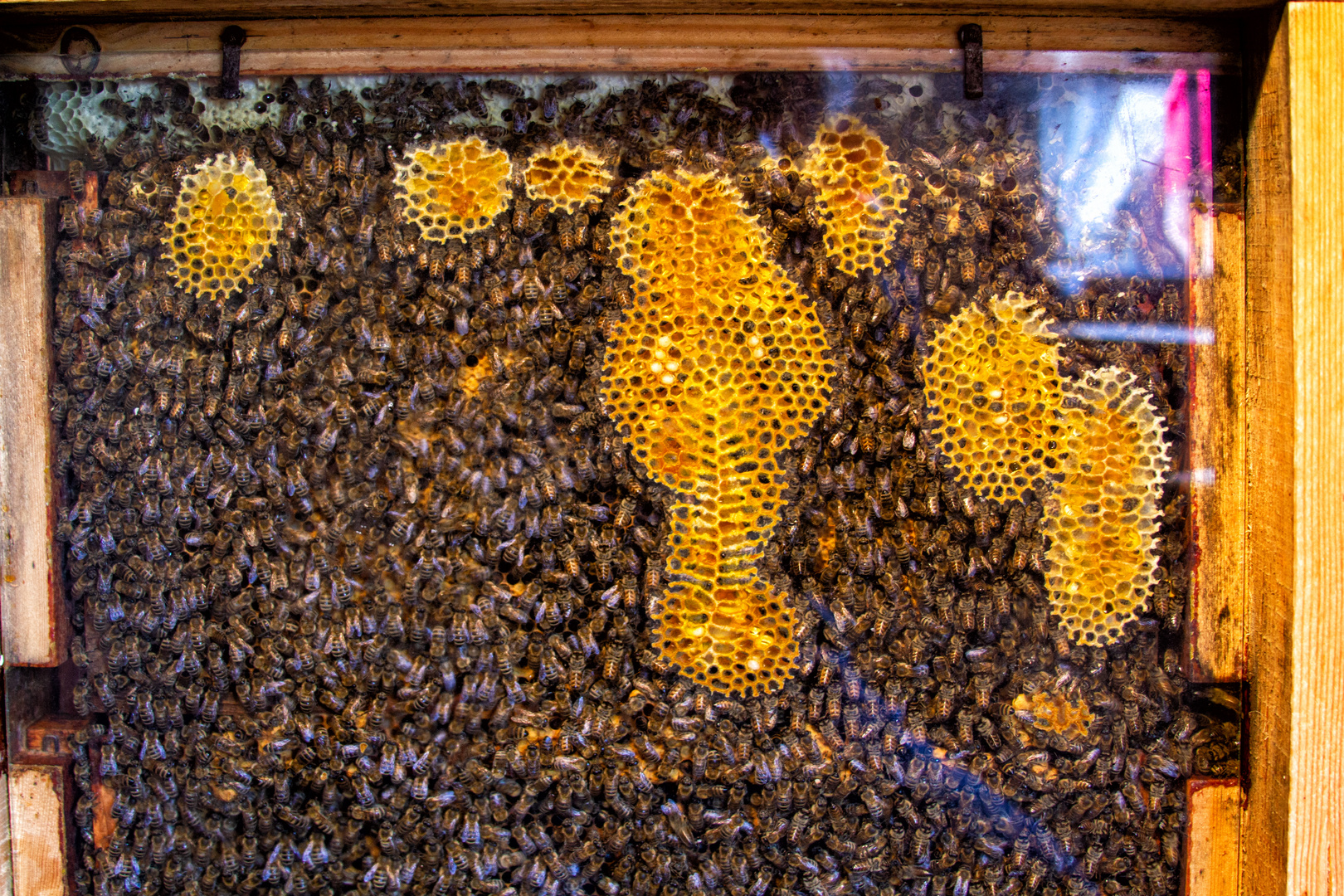 Honigwaben Foto & Bild | tiere, honigwaben Bilder auf fotocommunity