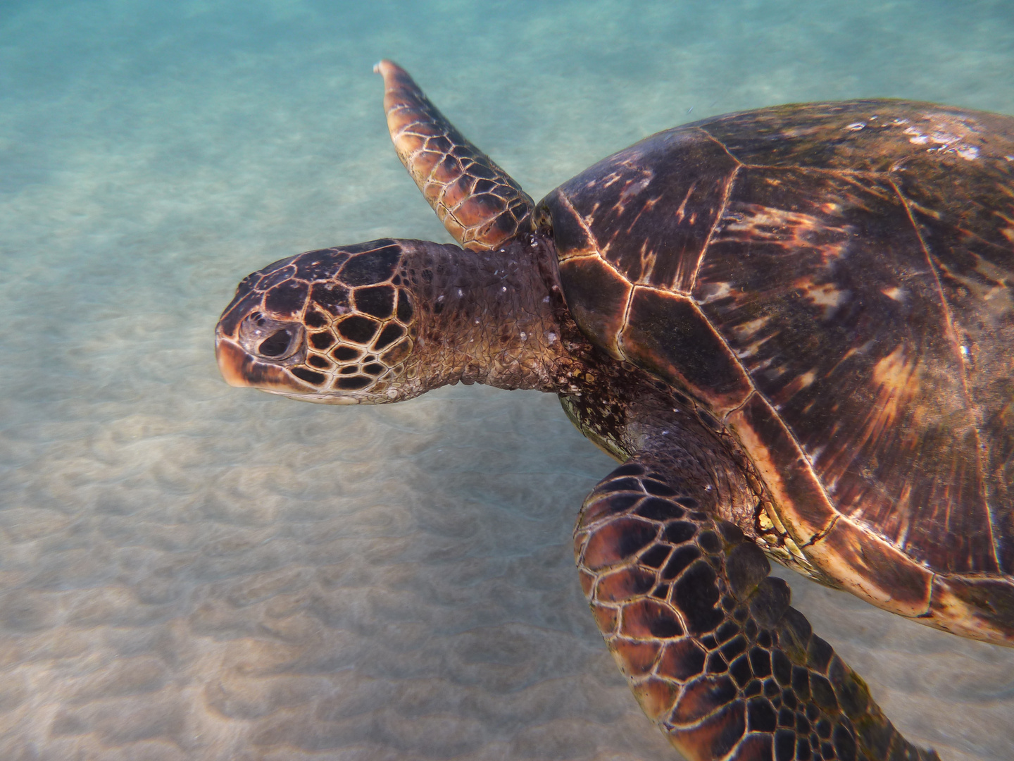 Honu Foto & Bild | tiere, wildlife, amphibien & reptilien Bilder auf ...