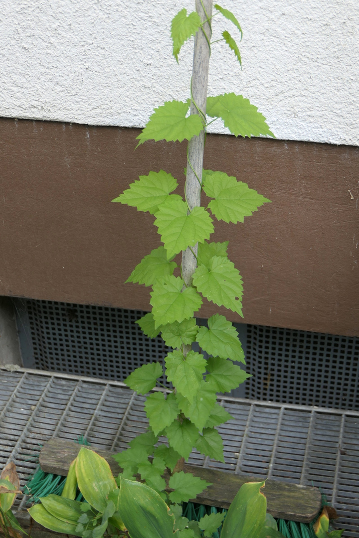 Hopfen Foto & Bild | natur, pflanzen, sonstiges Bilder auf fotocommunity