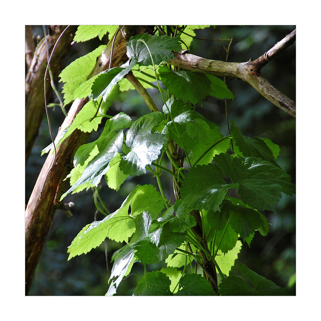 Hopfen Foto & Bild | hopfen, rankgewächse Bilder auf fotocommunity