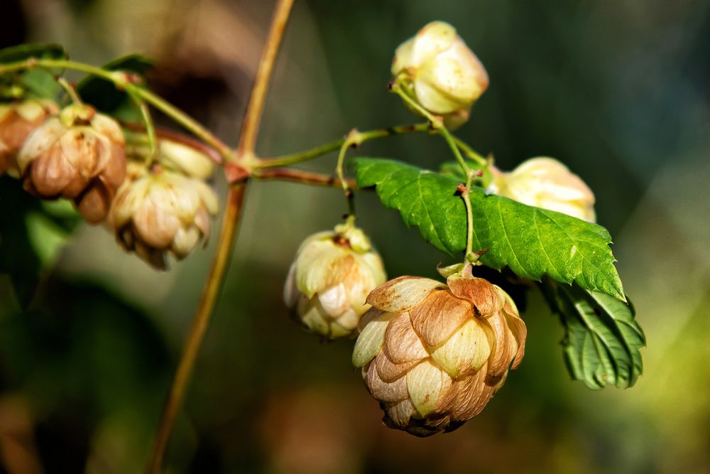 Hopfen Foto & Bild | pflanzen, pilze & flechten, jahreszeiten, herbst ...