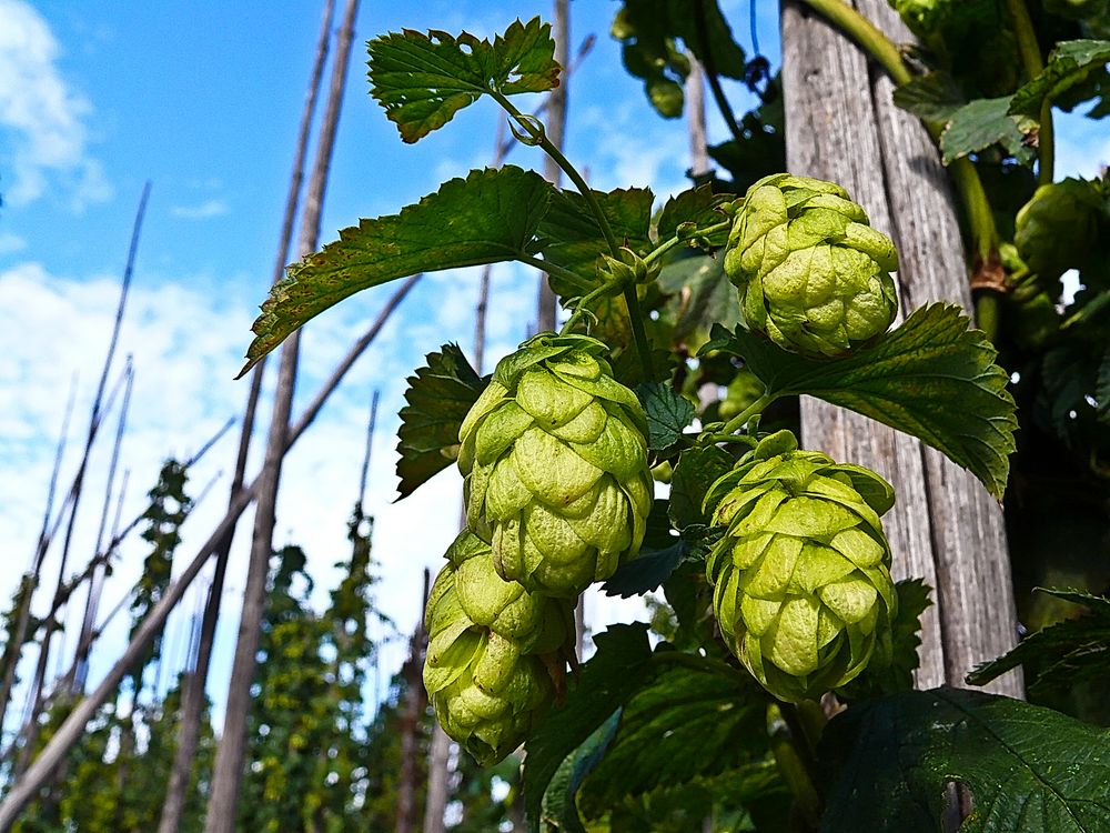 Hopfen Foto & Bild | pflanzen, pilze & flechten, rankgewächse, natur ...