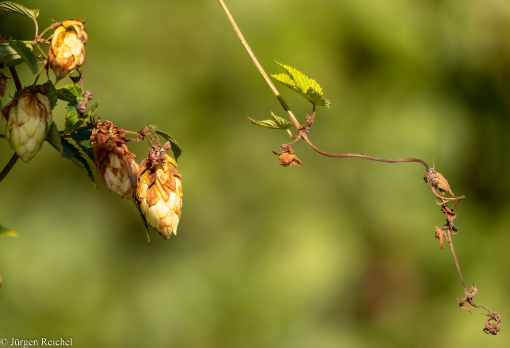 Hopfen Foto & Bild | natur, landschaft, pflanzen Bilder auf fotocommunity