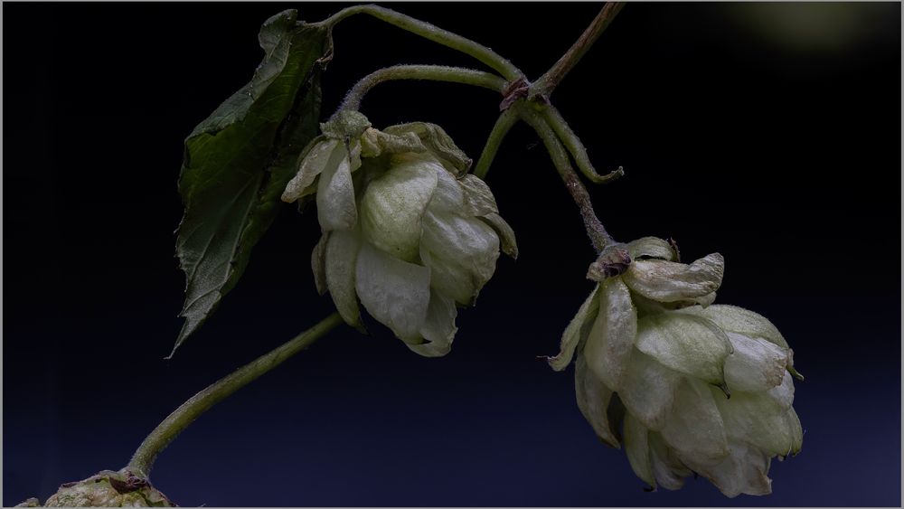 Hopfen Foto & Bild | natur, pflanzen, blüten- & kleinpflanzen Bilder ...