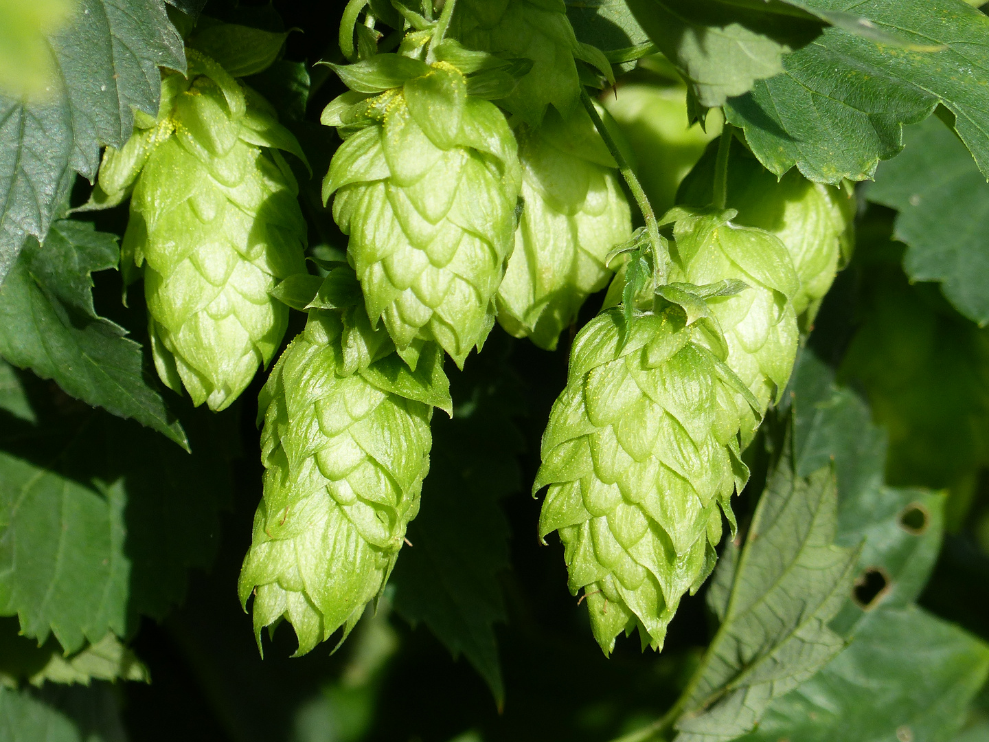 Hopfen und ... Foto & Bild | pflanzen, pilze & flechten, getreide und ...