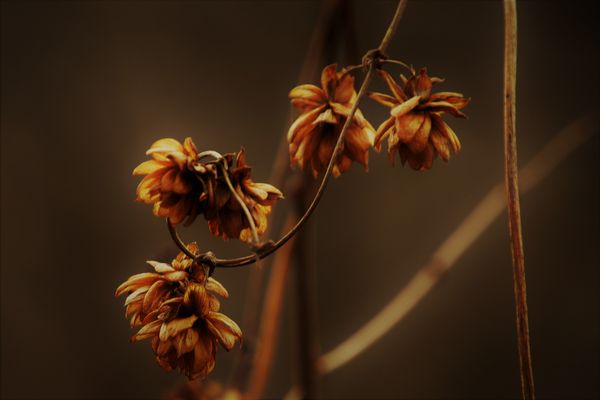 Heilpflanzen Bilder & Fotos