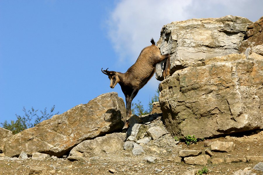 Hoppla........Gemse im Sprung Foto & Bild | tiere, zoo, wildpark ...