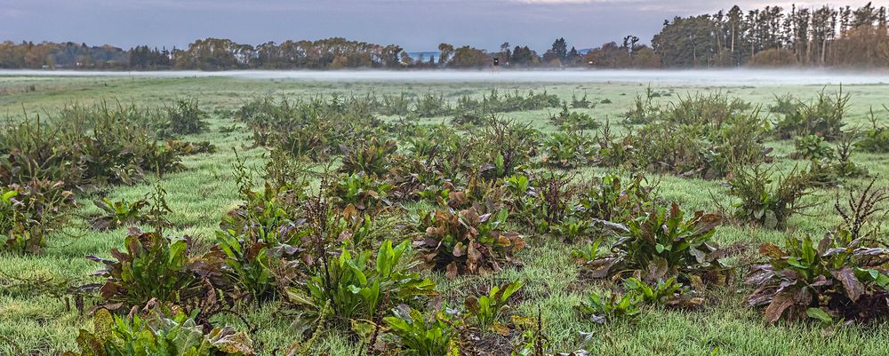 HORLOFF-Auen bei Trais-Horloff (Wetterau) Foto & Bild | oktober ...