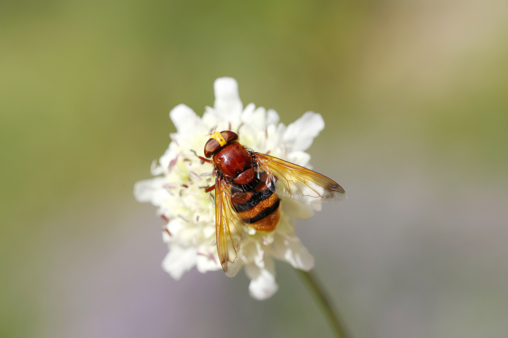 Hornet Mimic Hoverfly Macro - Volucella Zonaria Foto & Bild | nah- & makro, tiere, jahreszeiten ...