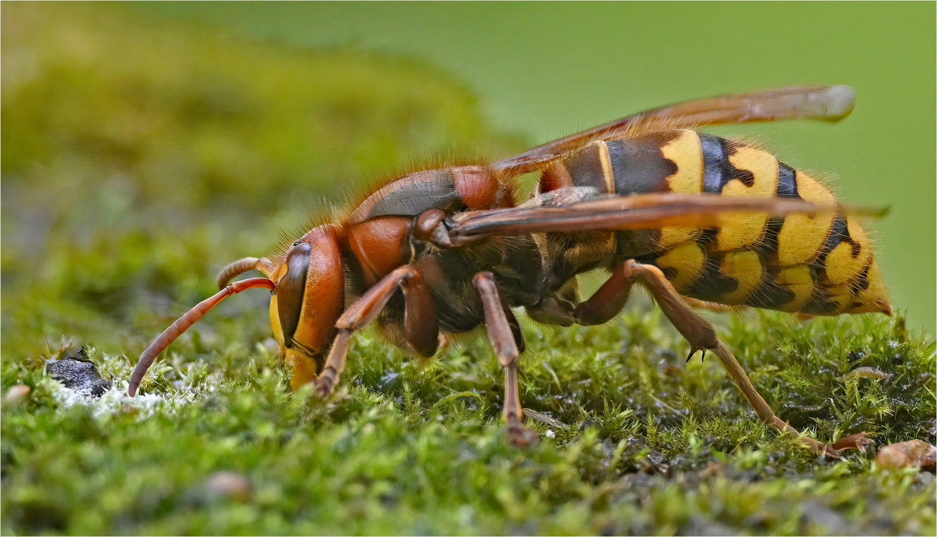 Hornisse Foto & Bild | tiere, wildlife, insekten Bilder auf fotocommunity