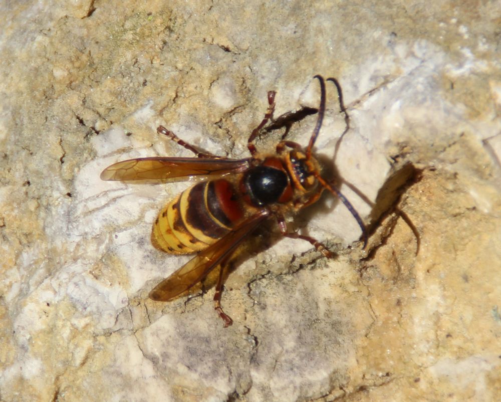 Hornisse Foto & Bild | insekten, natur, tiere Bilder auf fotocommunity