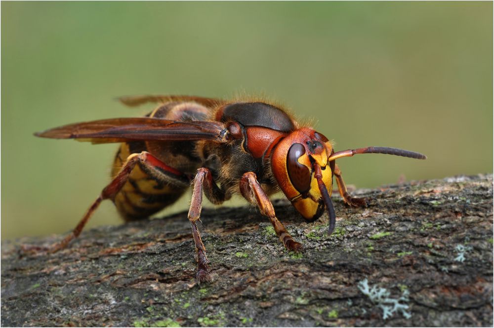 Hornisse Foto & Bild | makro, natur, nahaufnahme Bilder auf fotocommunity