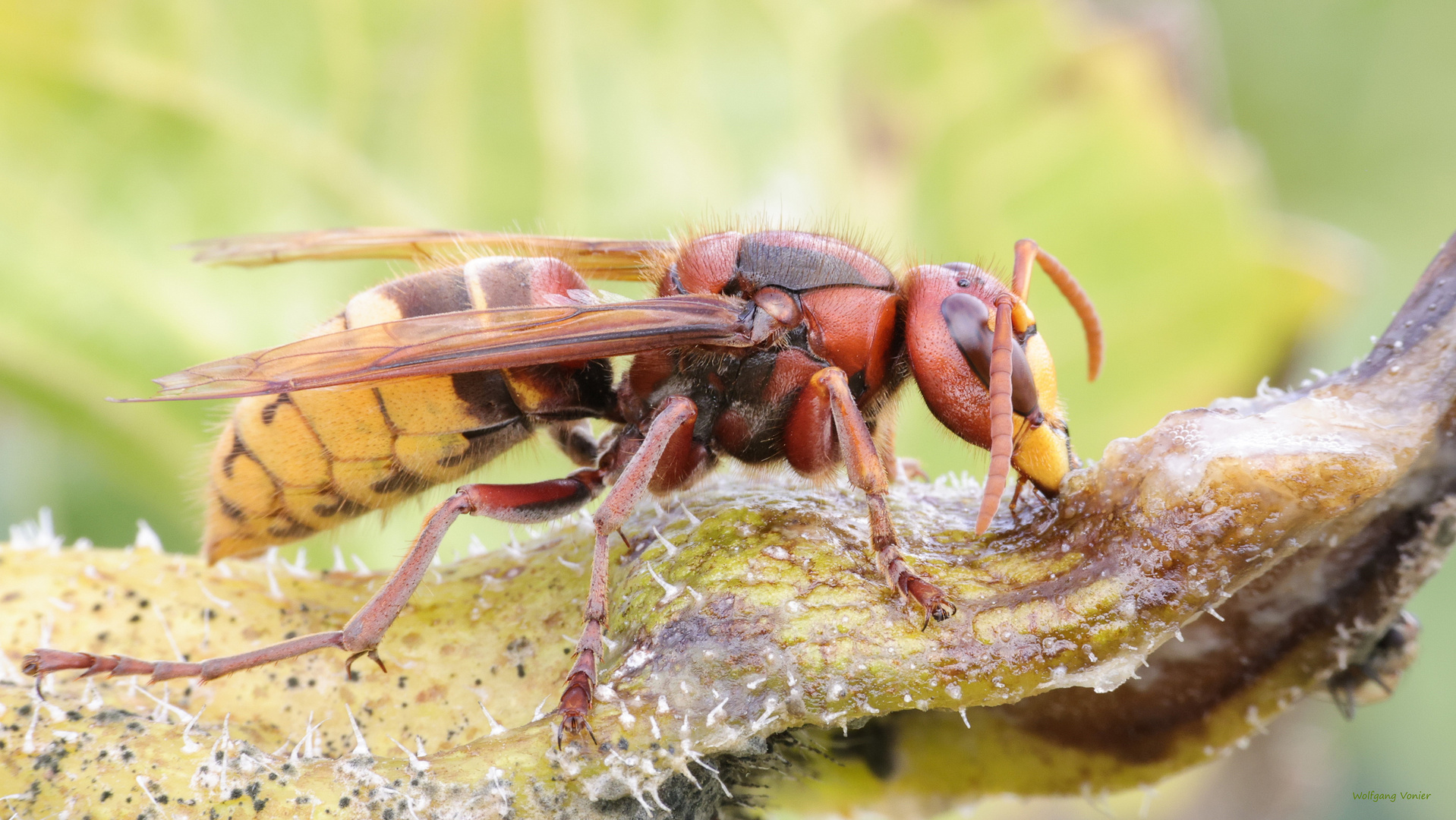 Hornisse Foto & Bild | nah- & makro, tiere, wildlife Bilder auf fotocommunity