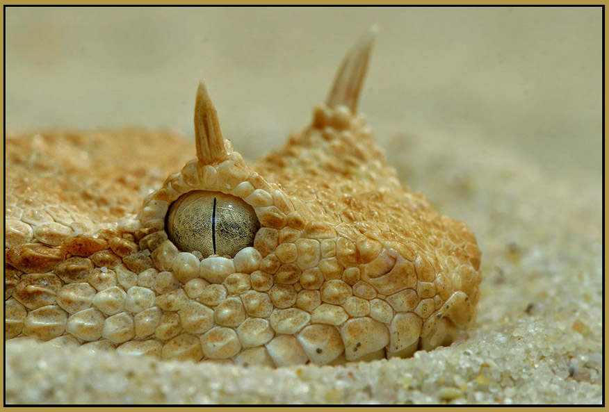 Hornviper Foto & Bild | tiere, zoo, wildpark & falknerei, amphibien ...