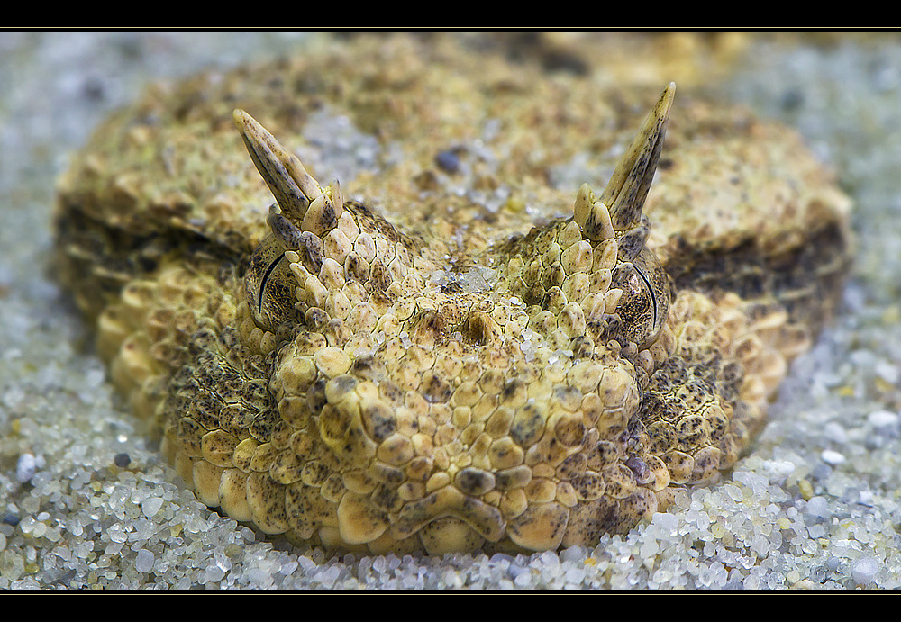 Hornviper (2) *** Foto & Bild | tiere, zoo, wildpark & falknerei ...