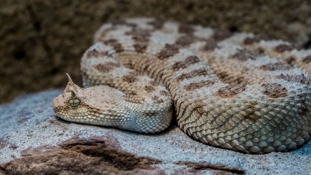 Hornviper Foto & Bild | natur, zoo, stuttgart Bilder auf fotocommunity