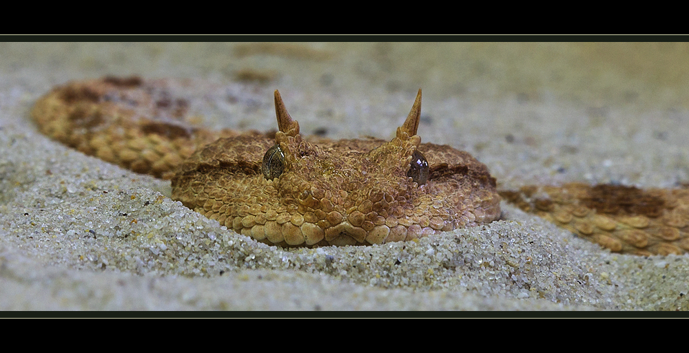 Hornviper *** Foto & Bild | tiere, zoo, wildpark & falknerei, amphibien ...