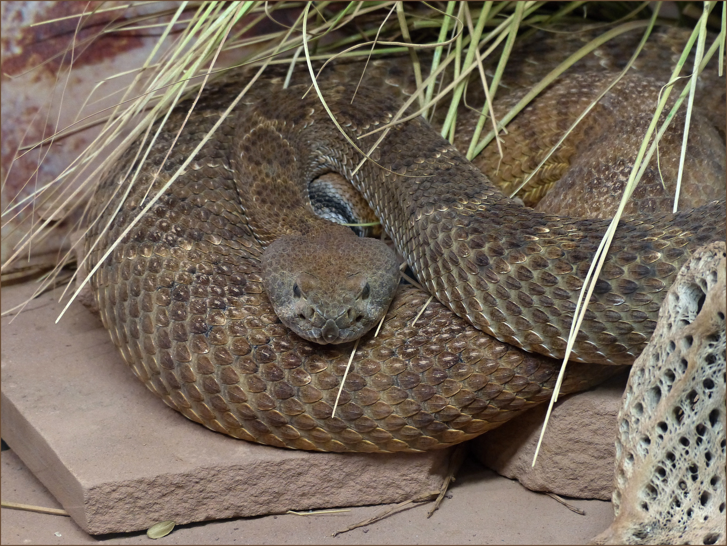 Hornviper Foto & Bild | tiere, zoo, wildpark & falknerei, amphibien ...