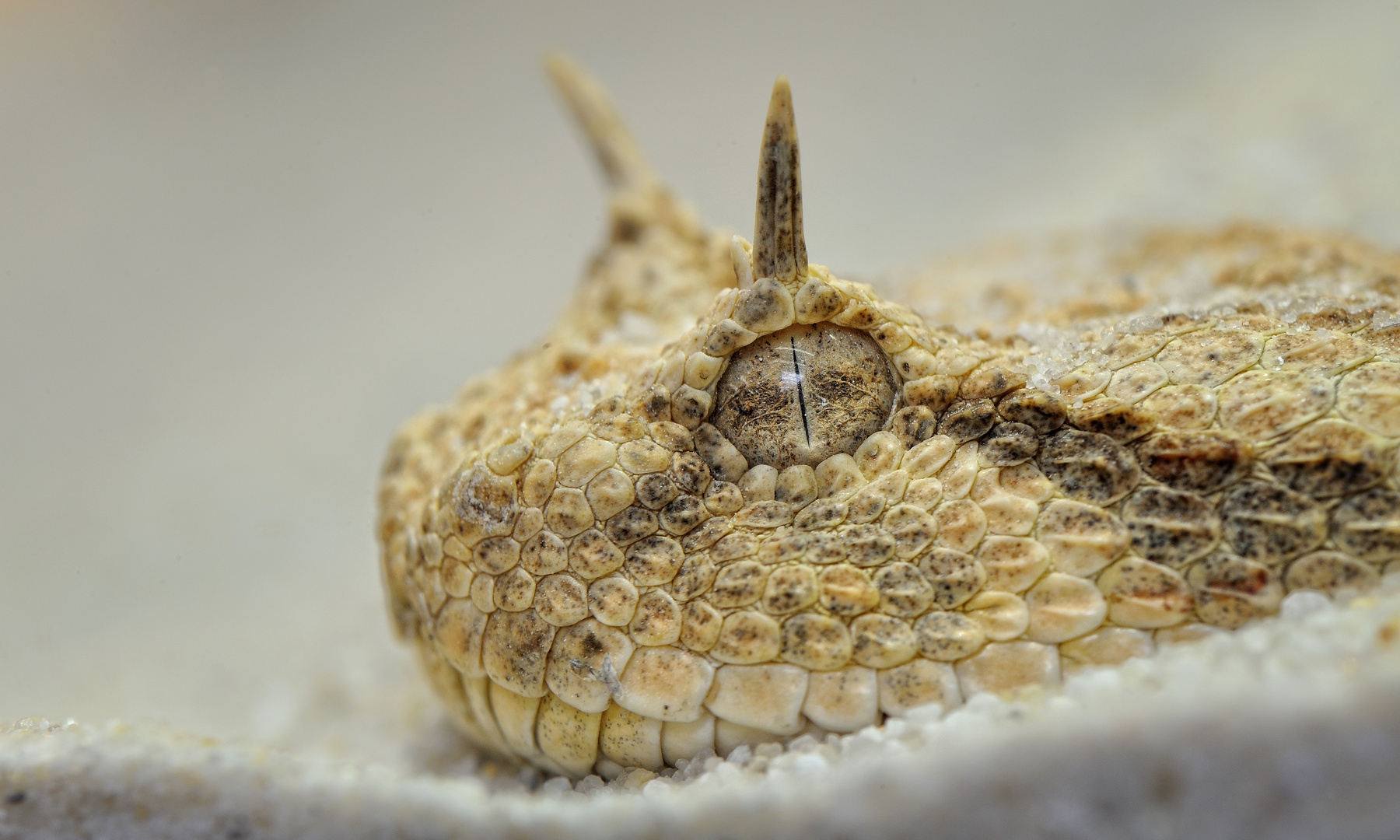 Hornviper Foto & Bild | tiere, zoo, wildpark & falknerei, amphibien ...