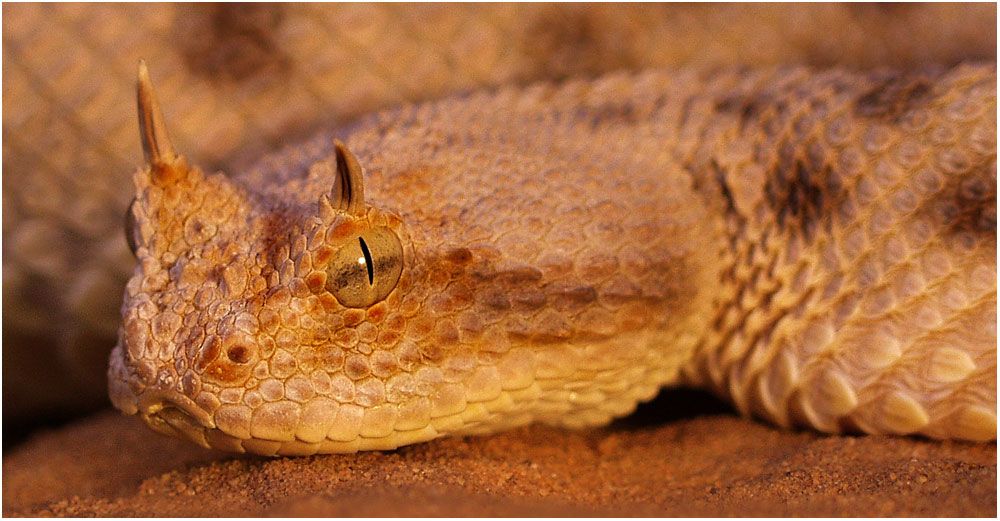 Hornviper - Cerastes cerastes Foto & Bild | tiere, haustiere ...
