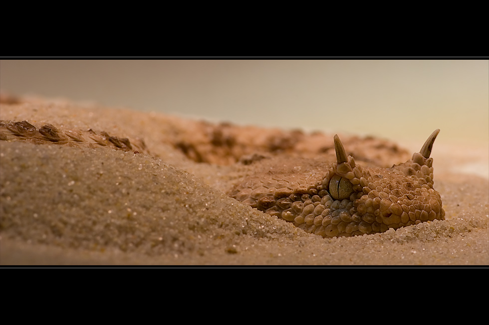 Hornviper Foto & Bild | tiere, zoo, wildpark & falknerei, amphibien ...