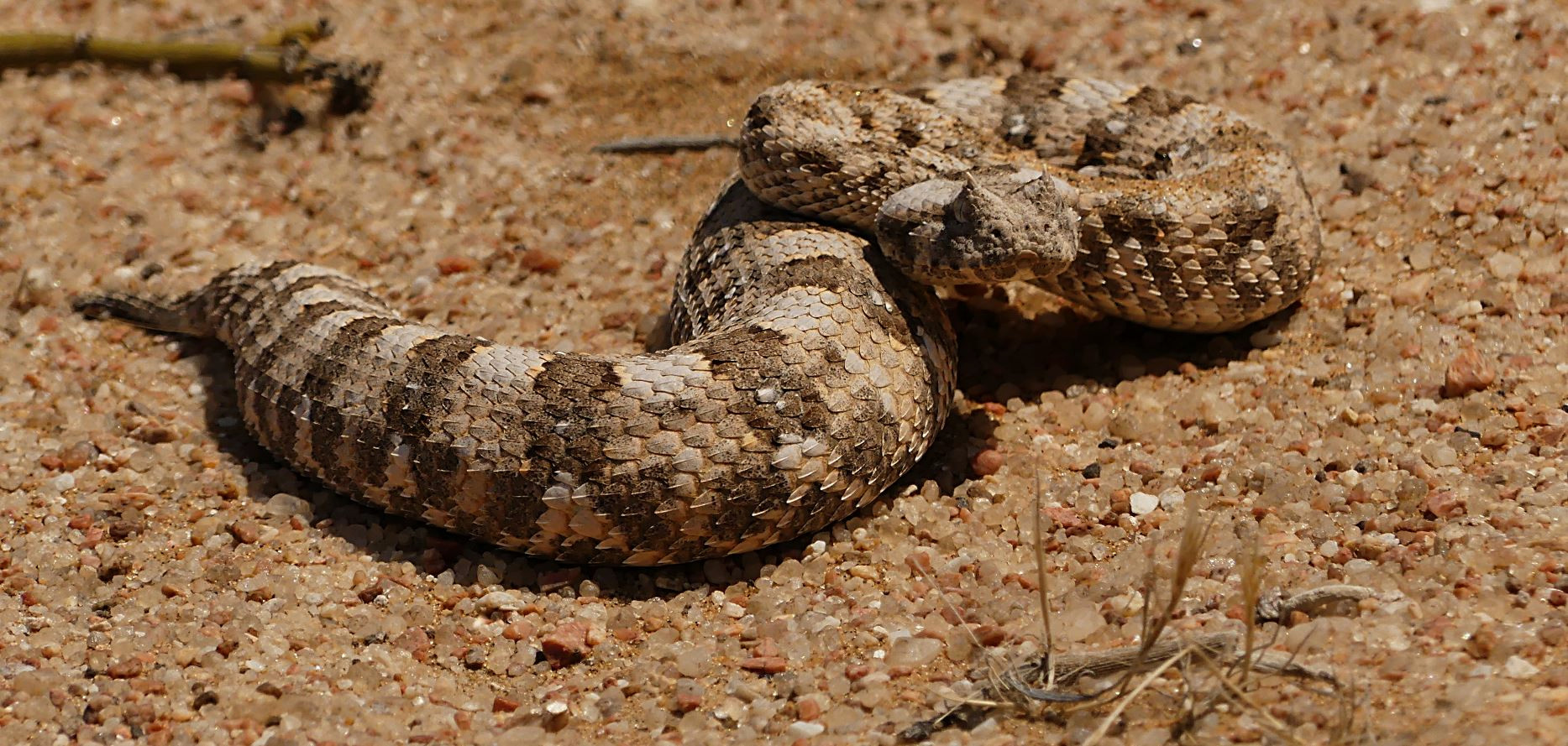 Hornviper in der Namib Foto & Bild | africa, southern africa, namibia ...