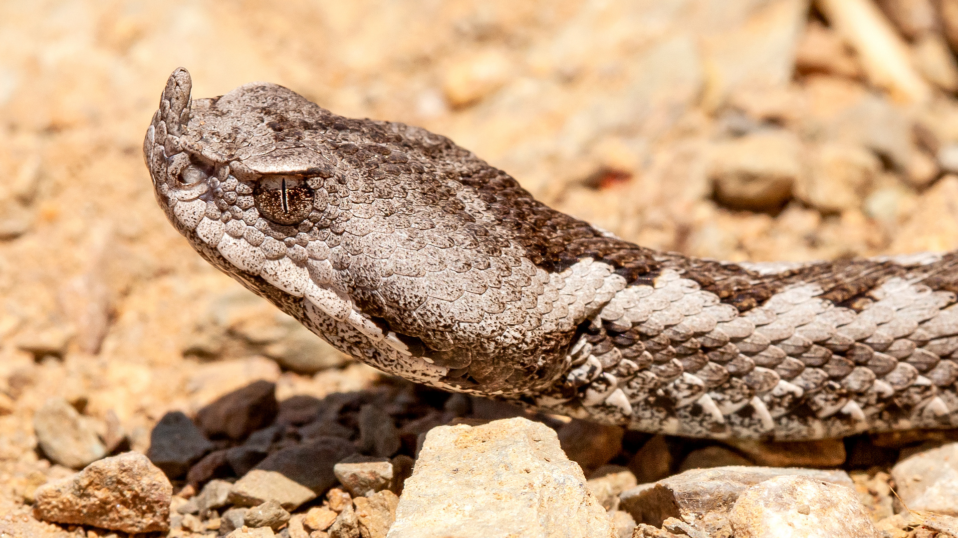 Hornviper mit Macroobjektiv - spannend Foto & Bild | europe, greece ...