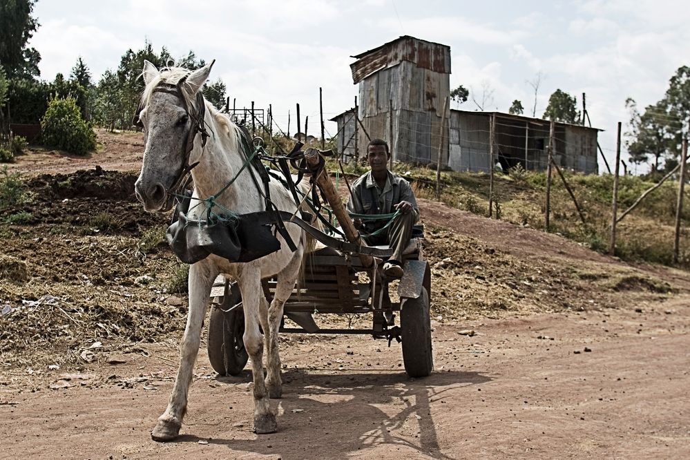 horse carriage Foto & Bild | africa, eastern africa, ethiopia Bilder ...