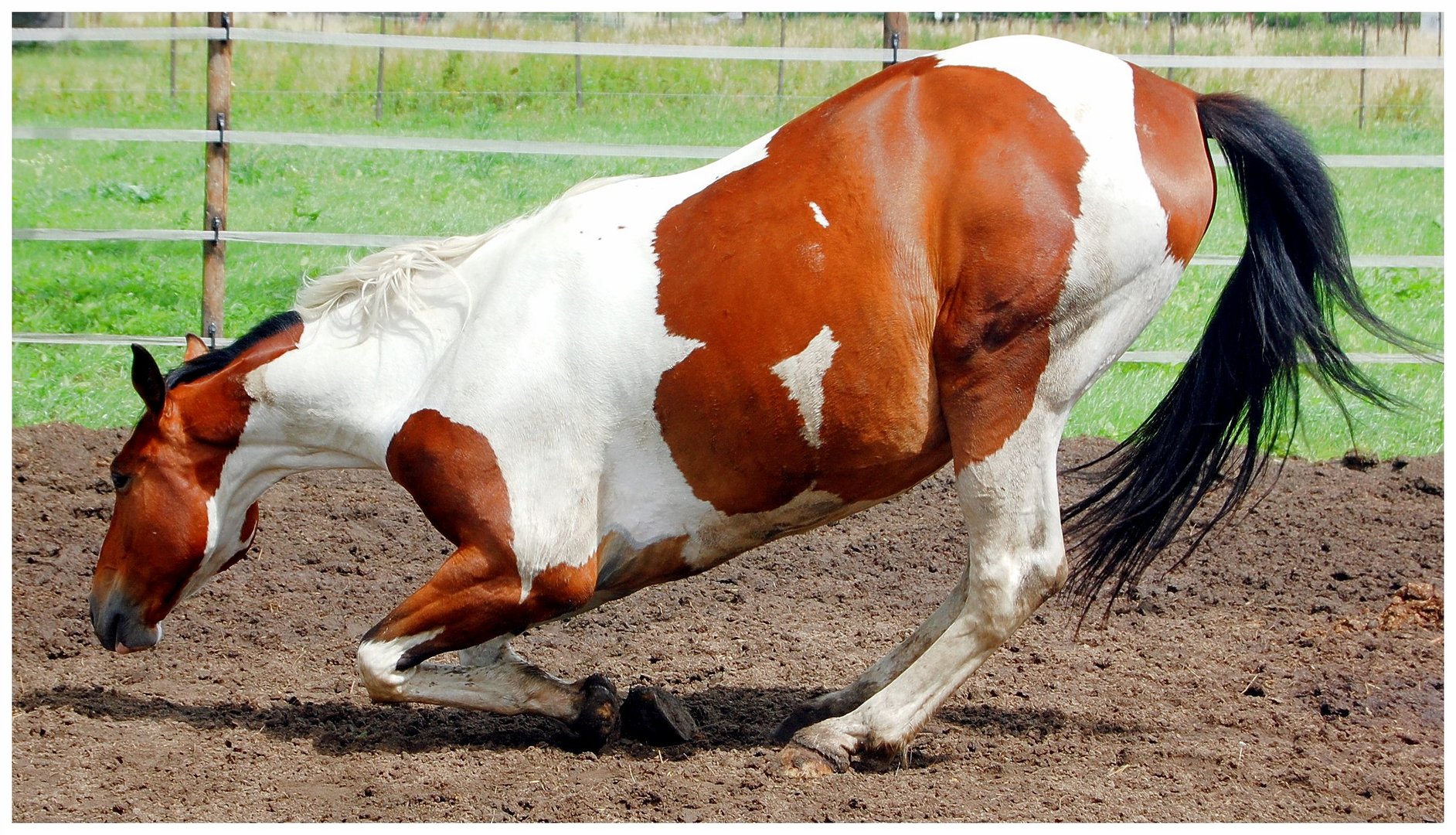 horse power Foto & Bild | animales, animales en cautividad, the kids ...