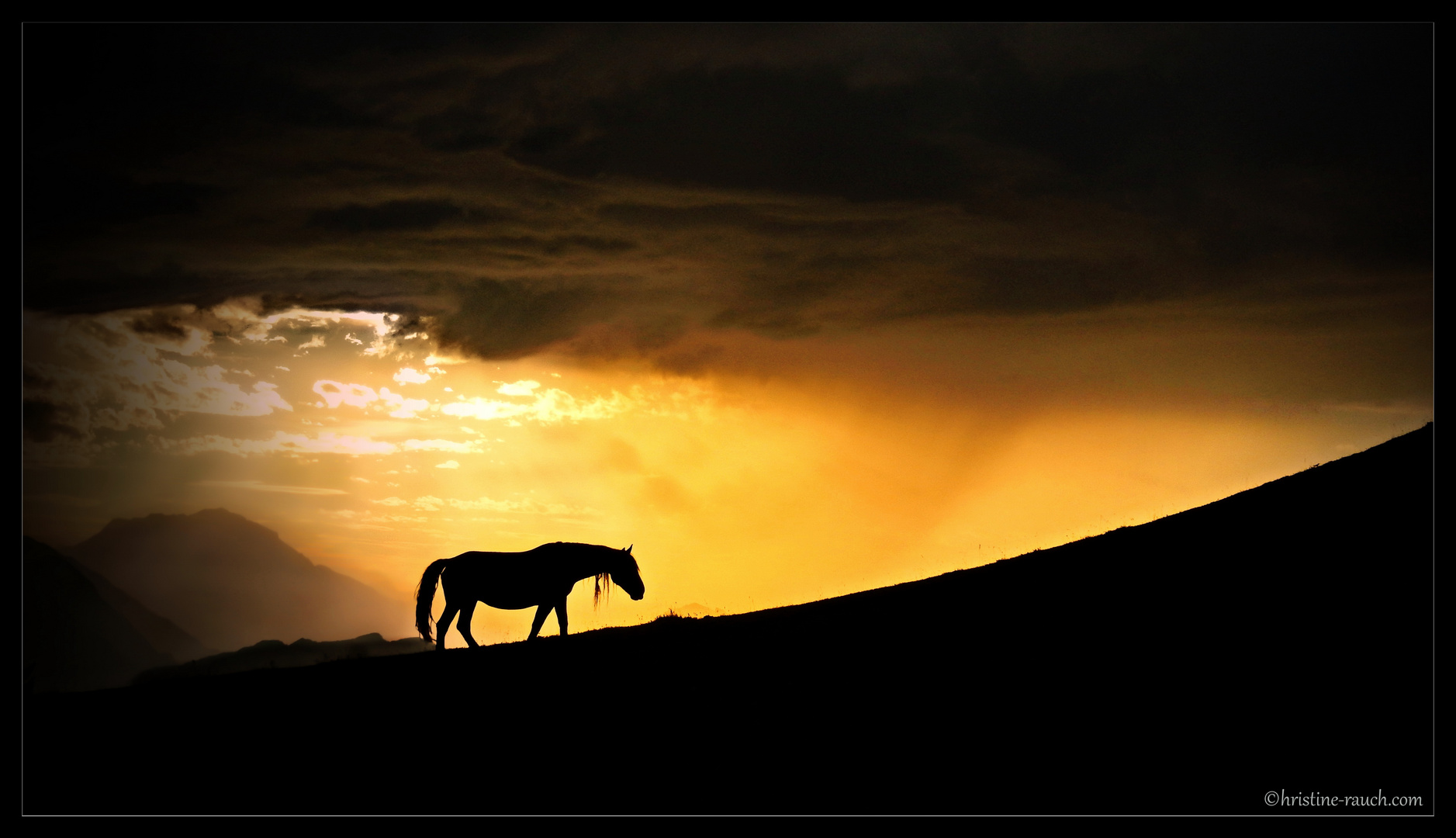 Horse Shadow Foto & Bild | tiere, tierdetails, natur Bilder auf ...